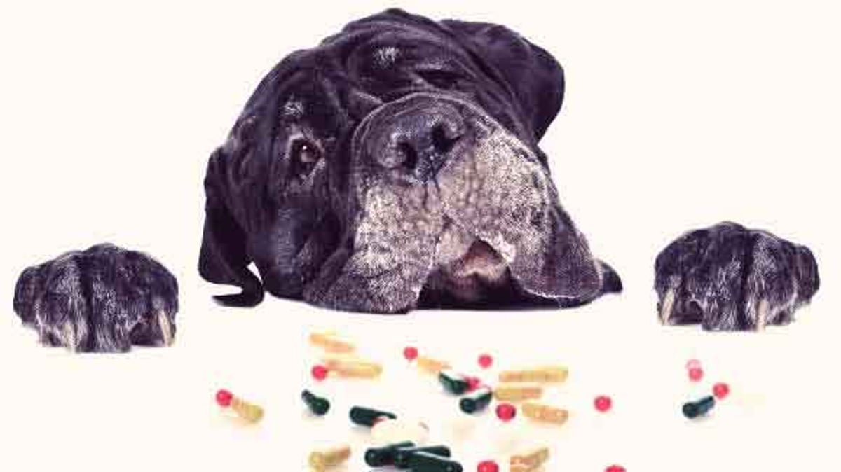 How Much Baby Aspirin Can I Give My Dog: Vet Advice Inside
