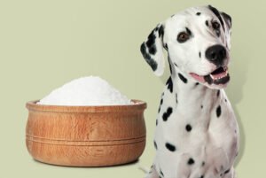 Can Dogs Eat Sugar? - The Truth Every Owner Should Know!