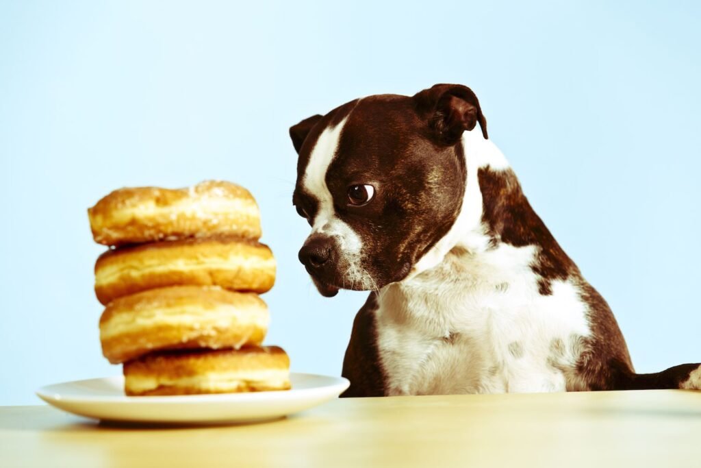 Can Dogs Eat Sugar? - The Truth Every Owner Should Know!