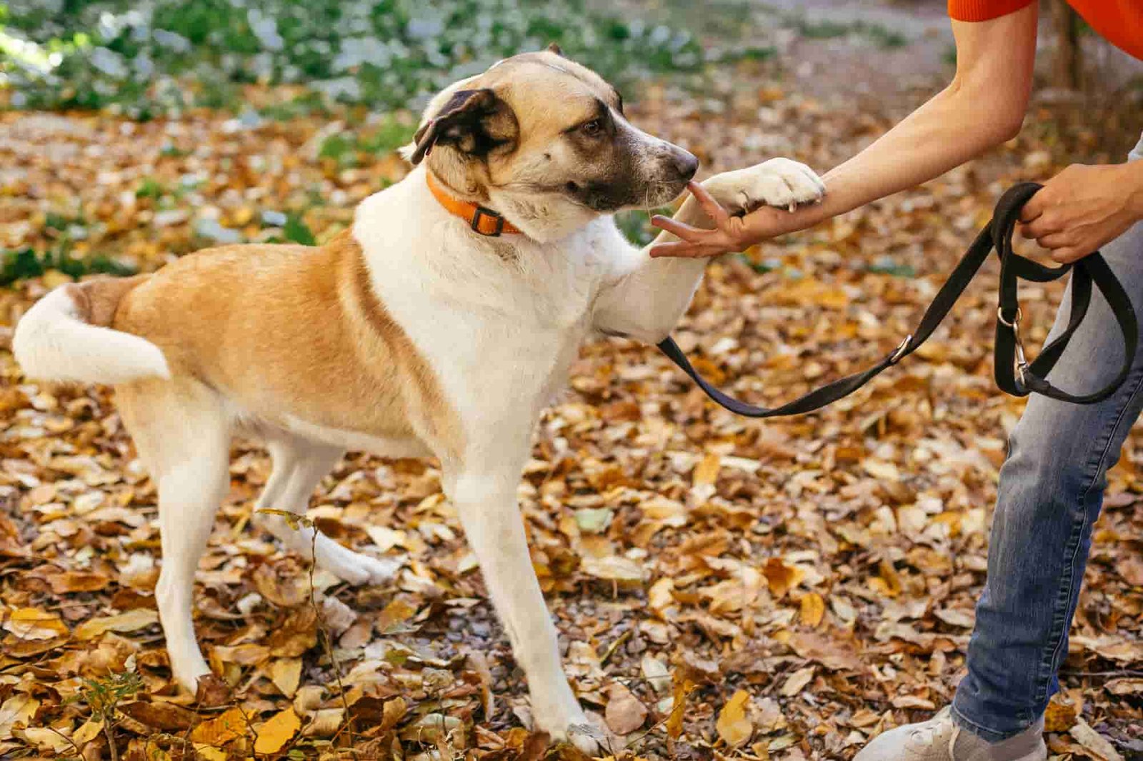 Why Do Dogs Put Their Paw on You? - 7 Reasons Explained!