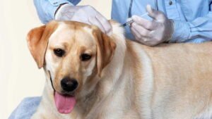 How Many Parvo Shots Does a Dog Need - 2026 Health Guide!