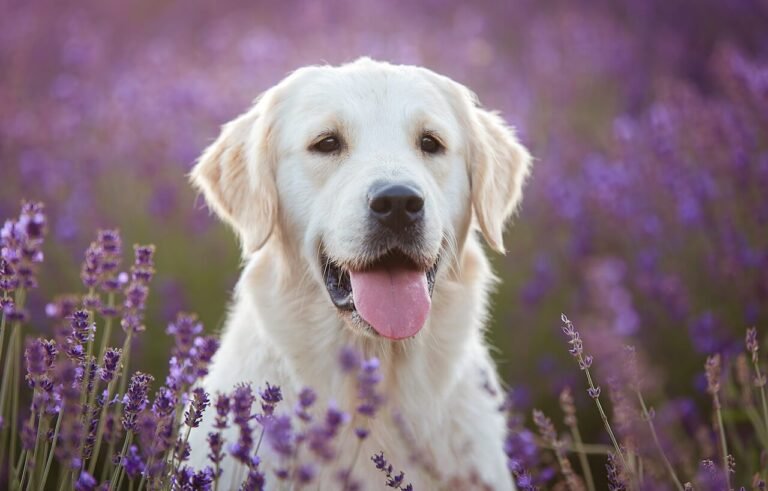 Is Lavender Safe For Dogs: The Truth Every Owner Should Know