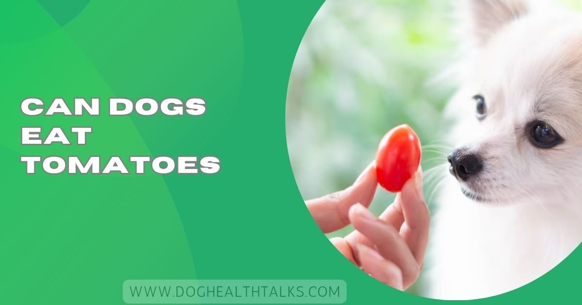 Can Dogs Eat Tomatoes - Benefits, Risks, and Feeding Tips!